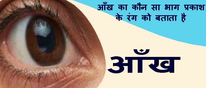 All component of the eye in hindi - Nice Concept